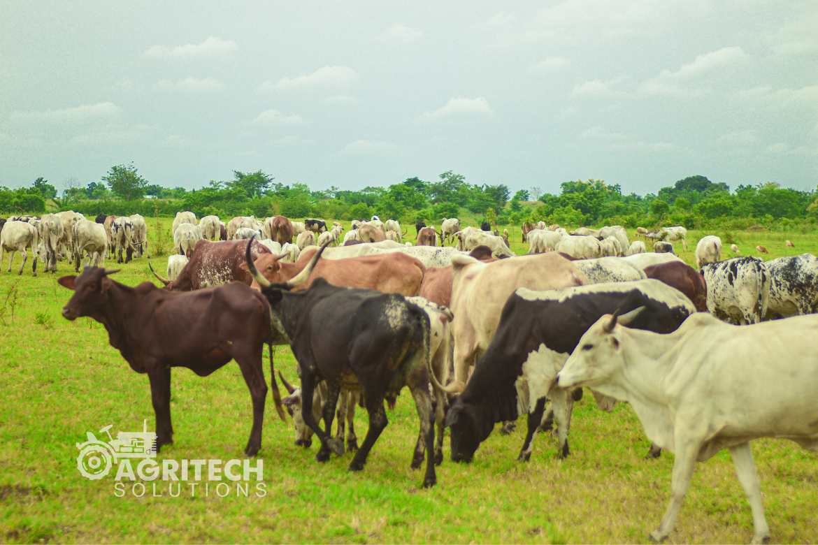 AGRITECH SOLUTIONS - Importation, la distribution de produits et ...